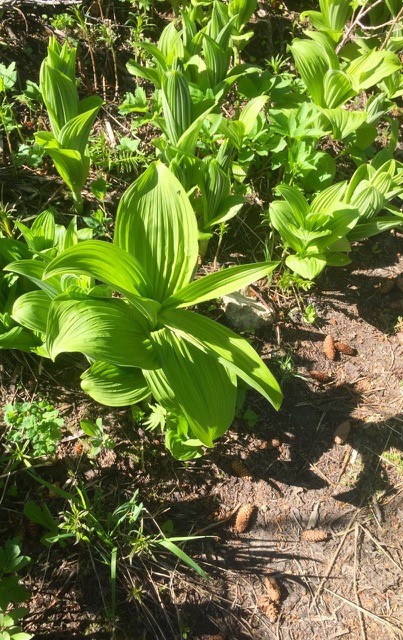 American False Hellebore