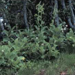 American False Hellebore